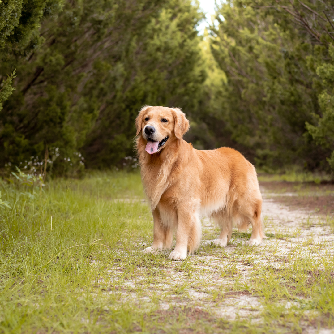 Golden Retriever au Maroc : un compagnon idéal pour toute la famille ...